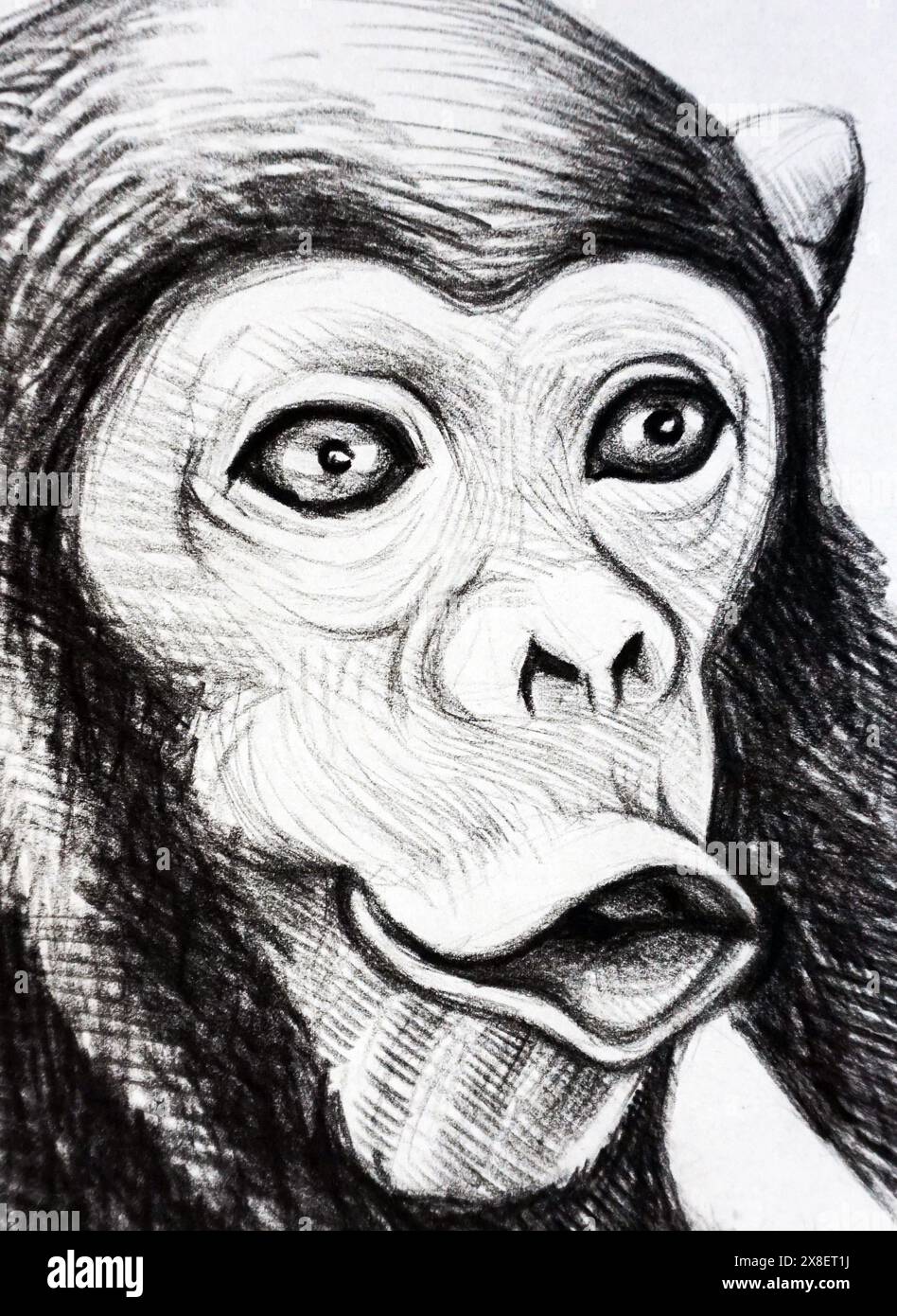 hand drawn sketch drawing chimpanzee Stock Photo - Alamy