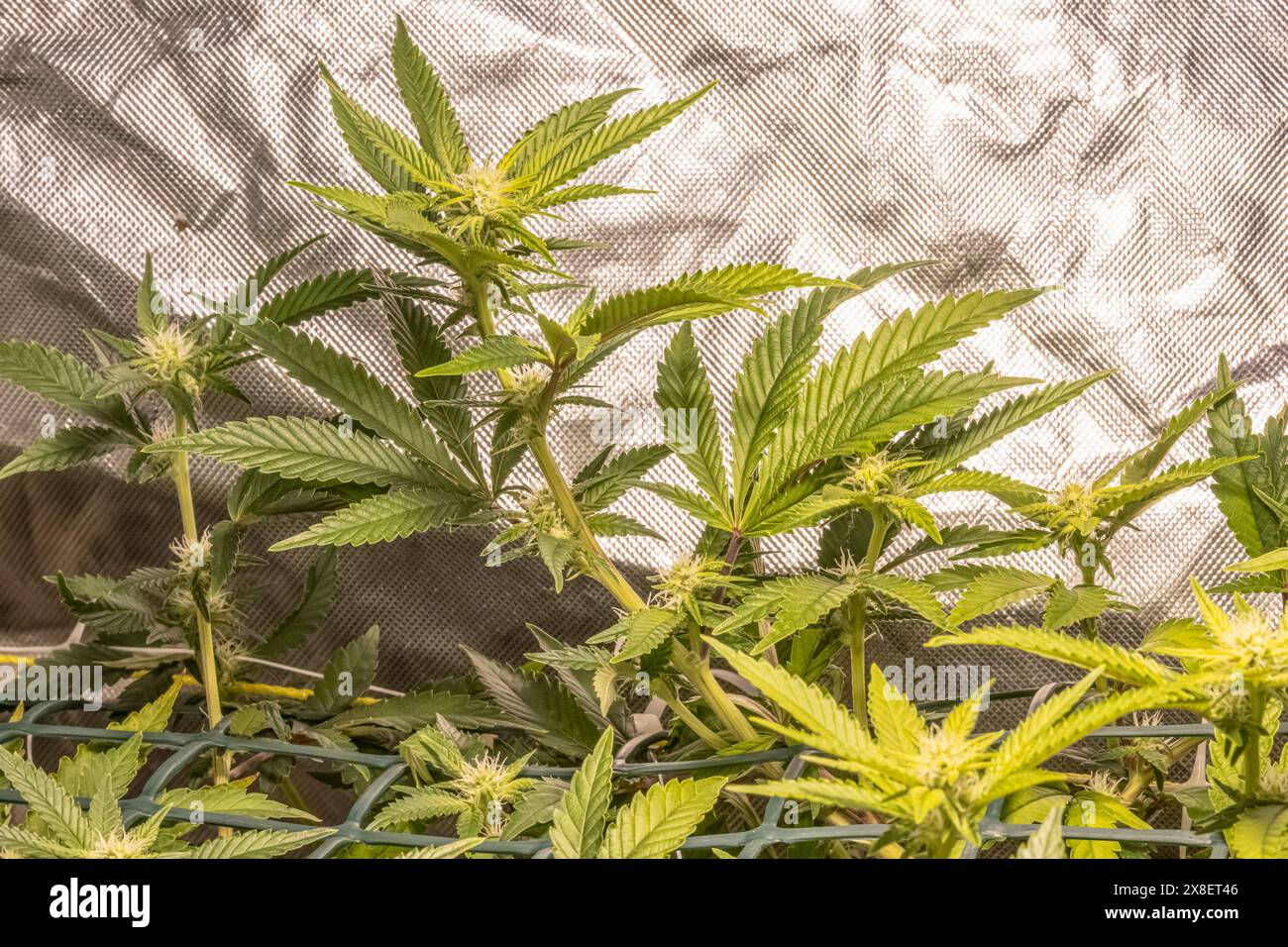 female blossom marijuana SoG Sea of Green net hemp cultivation ...