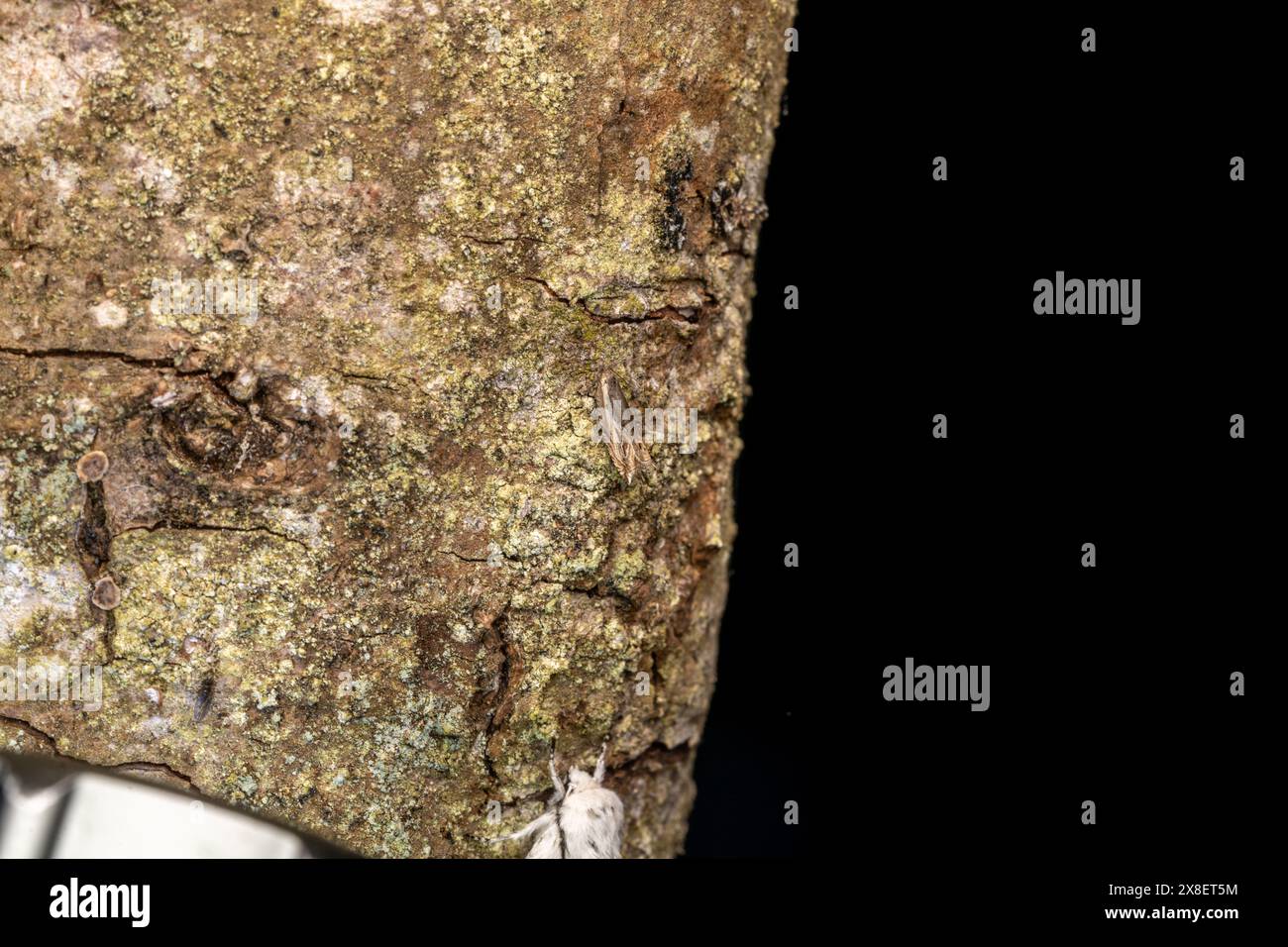 Ancylis apicella Family Tortricidae Genus Ancylis Two-toned Ancylis ...