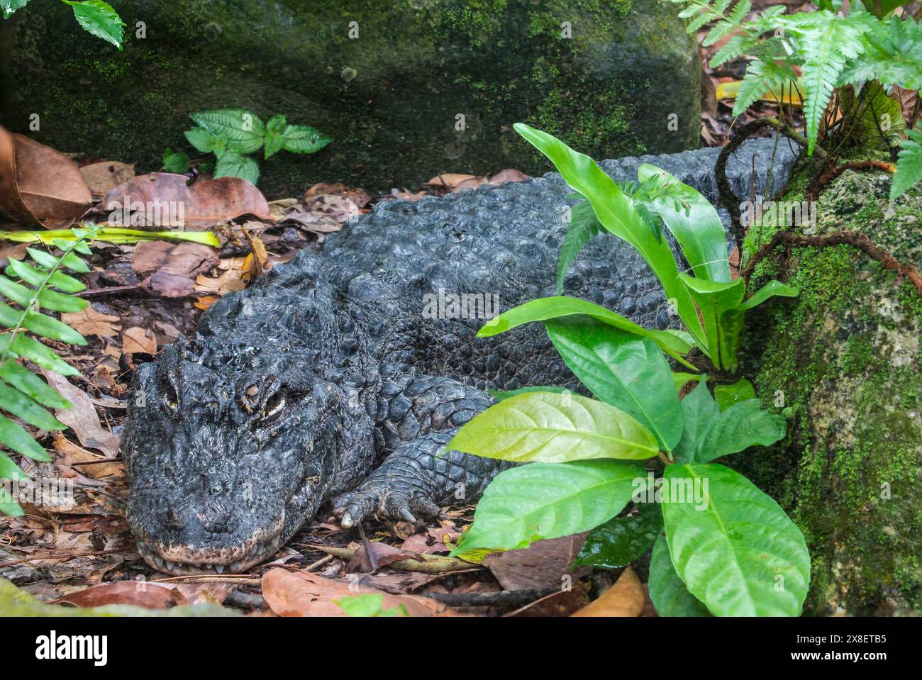 The closeup image of Chinese alligator (Alligator sinensis). A ...