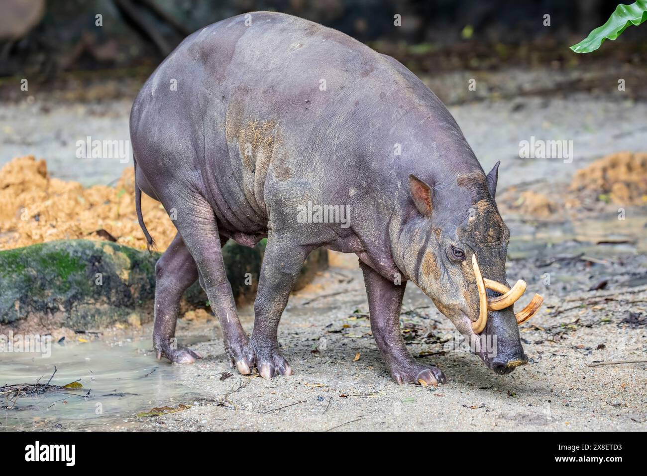 a male Buru babirusa stands alone. It is a wild pig-like animal native ...