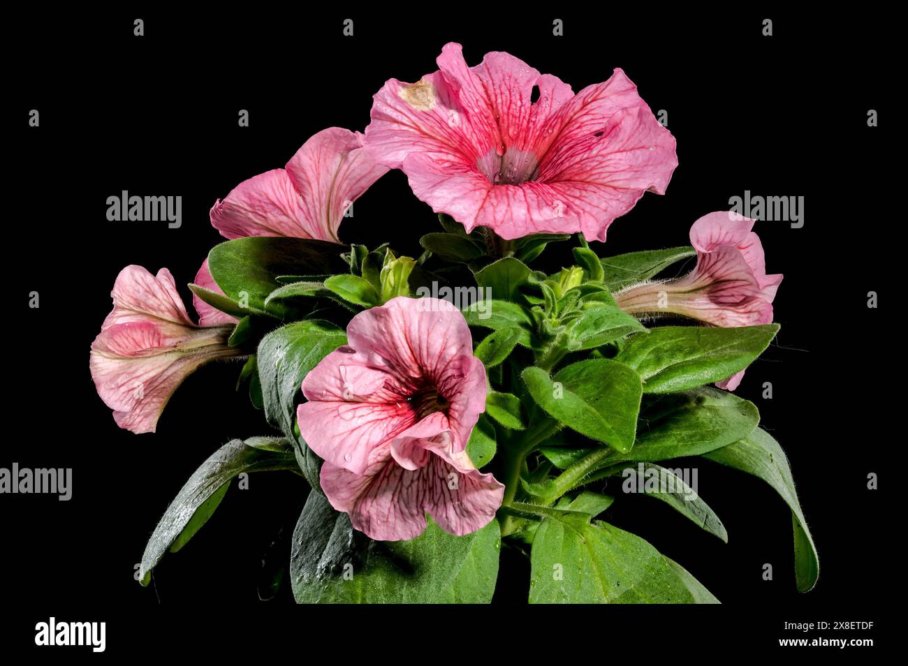 Beautiful Blooming pink Petunia hybrid grandiflora Limbo flowers on a ...