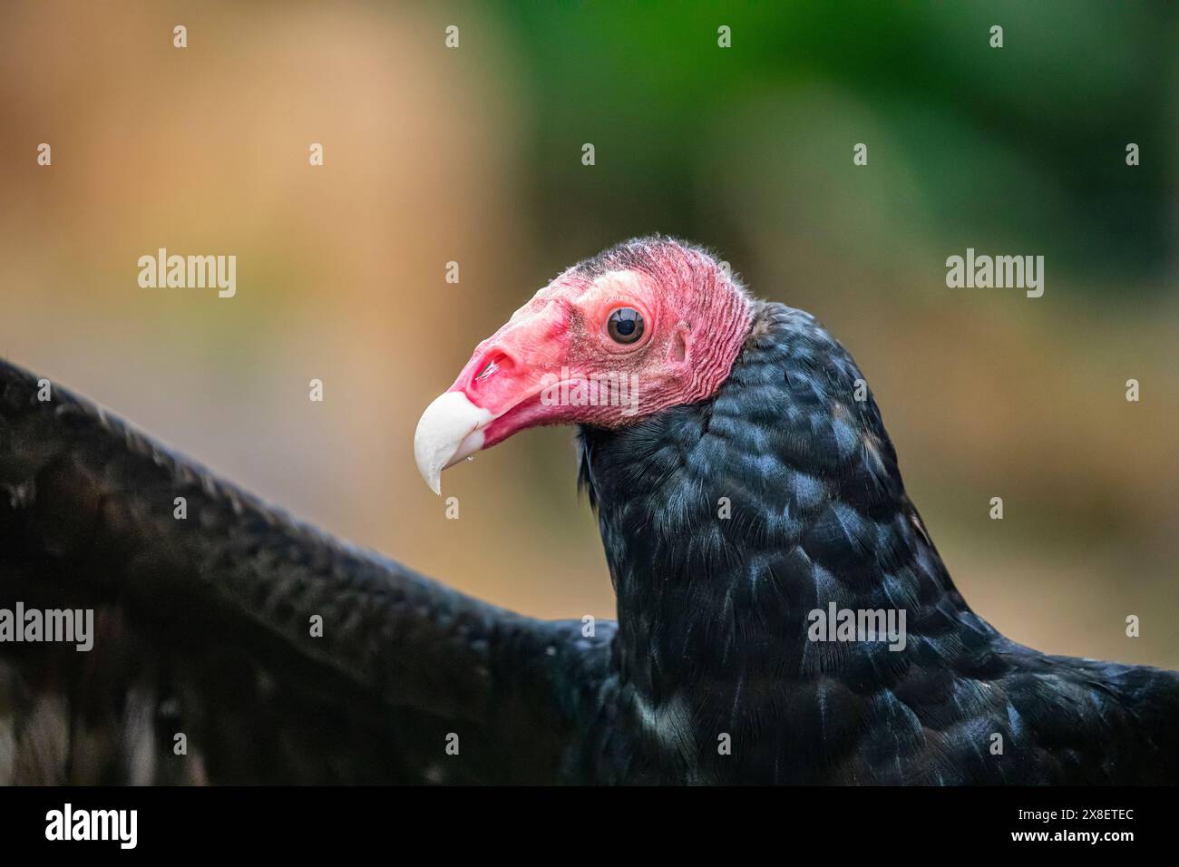 Raptor scavenger carrion everglades hi-res stock photography and images ...