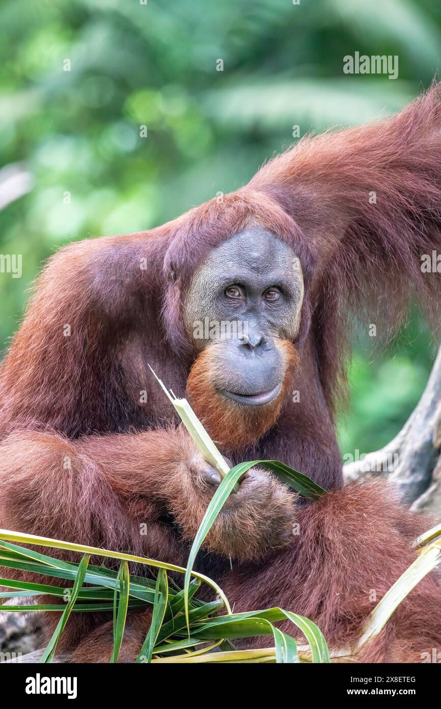 a Bornean orangutan is eating food. The orangutan is a critically ...