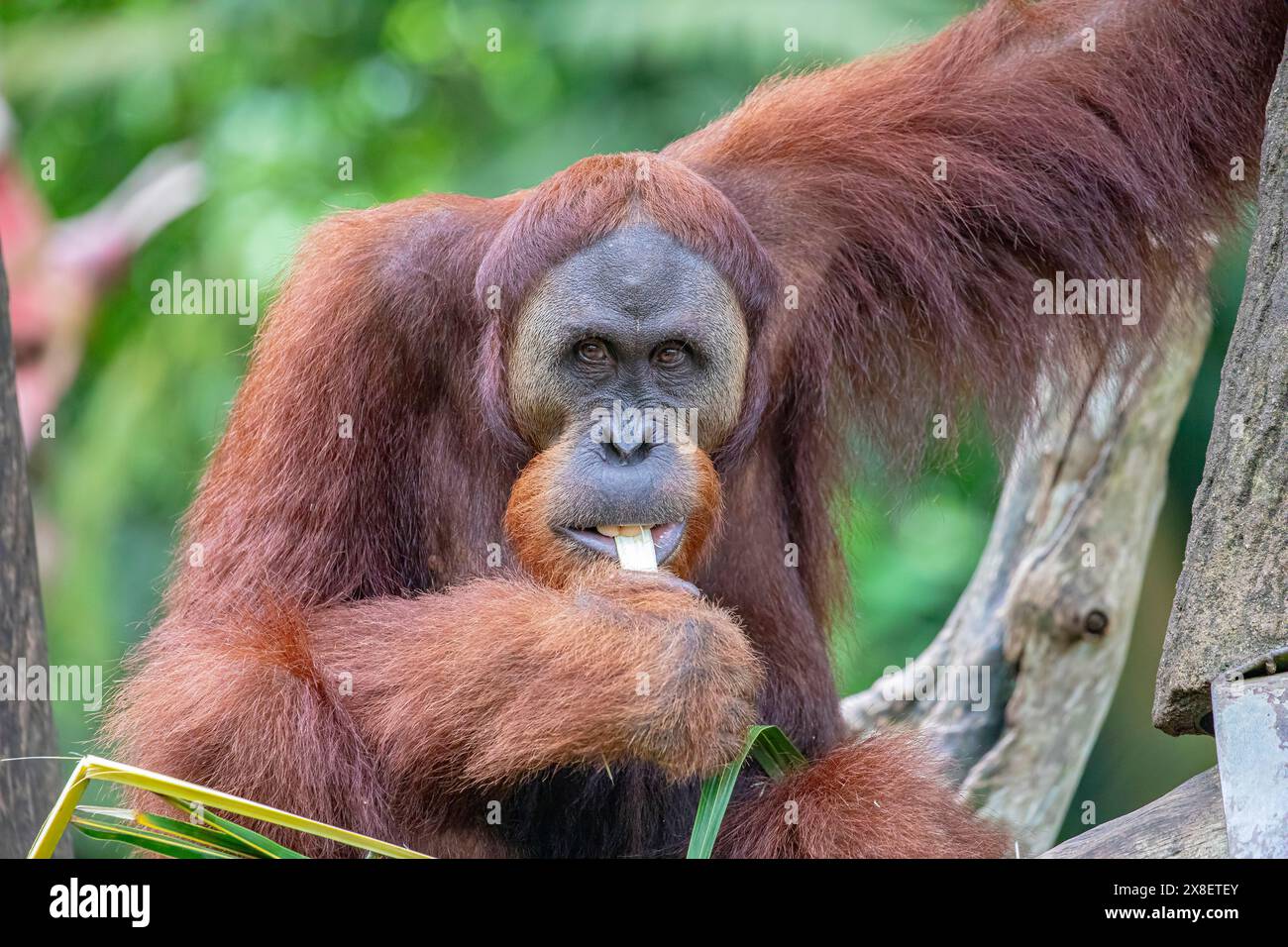 a Bornean orangutan is eating food. The orangutan is a critically ...