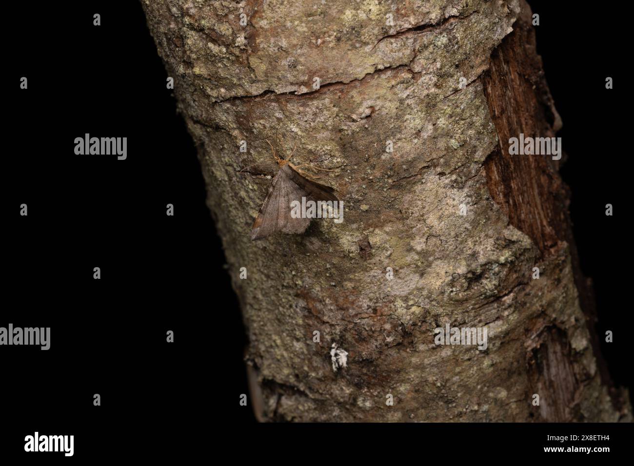 Macaria liturata Family Geometridae Genus Macaria Tawny-barred Angle ...