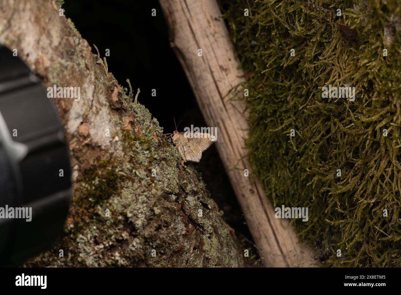 Macaria liturata Family Geometridae Genus Macaria Tawny-barred Angle ...