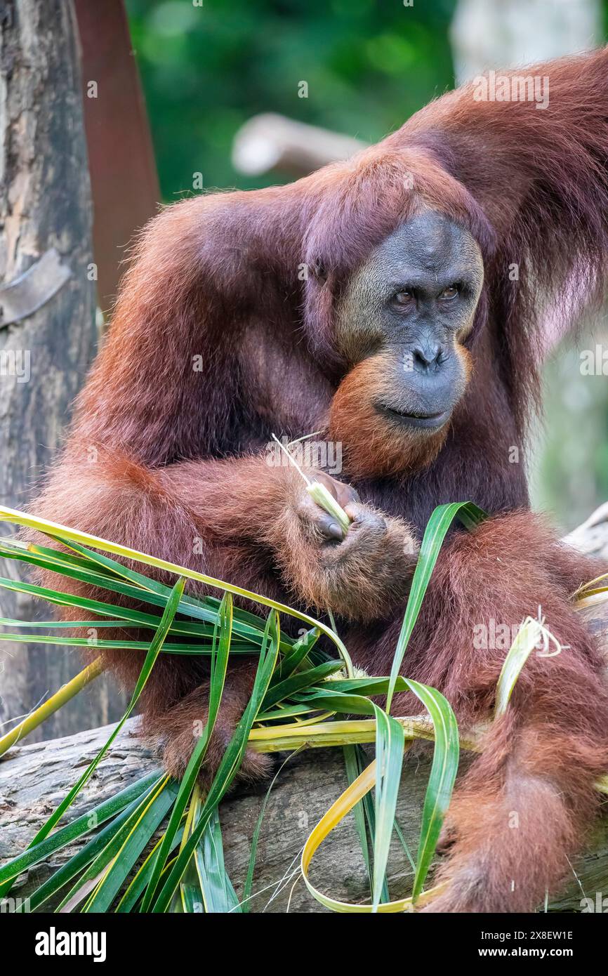 a Bornean orangutan is eating food. The orangutan is a critically ...