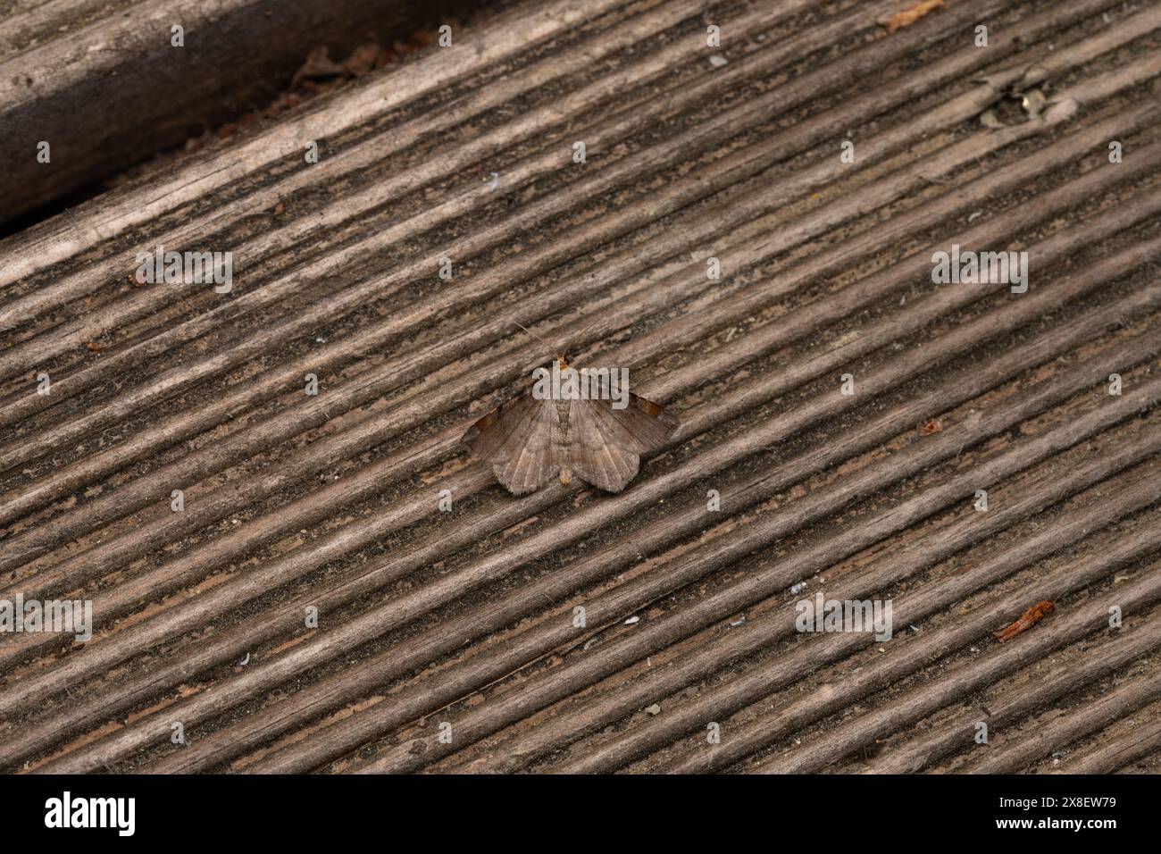 Macaria liturata Family Geometridae Genus Macaria Tawny-barred Angle ...