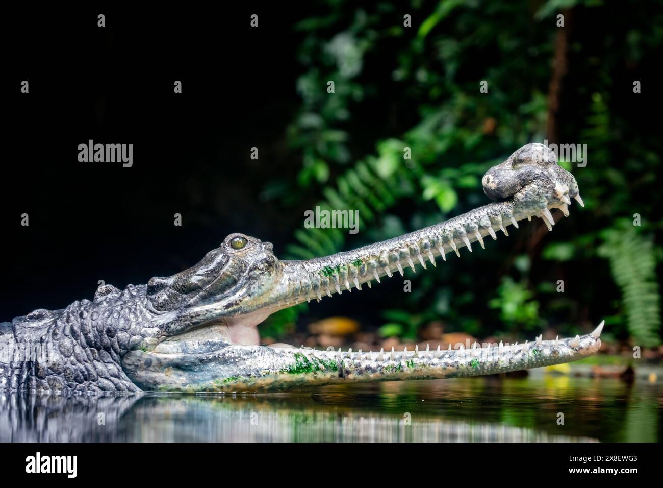 The gharial (Gavialis gangeticus) rests in the pond. It is a ...
