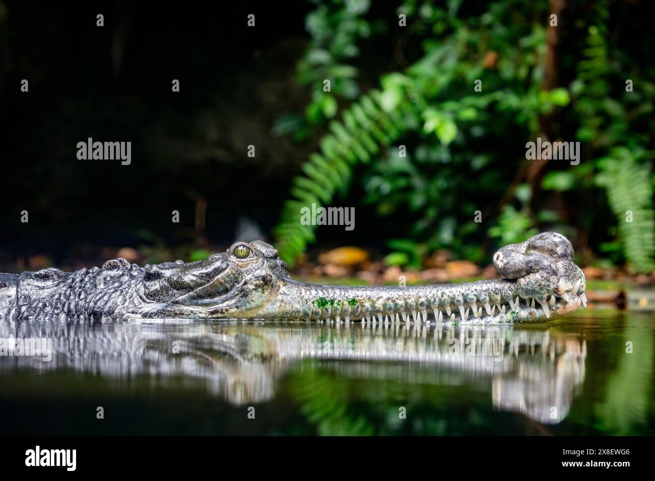 The gharial (Gavialis gangeticus) rests in the pond. It is a ...