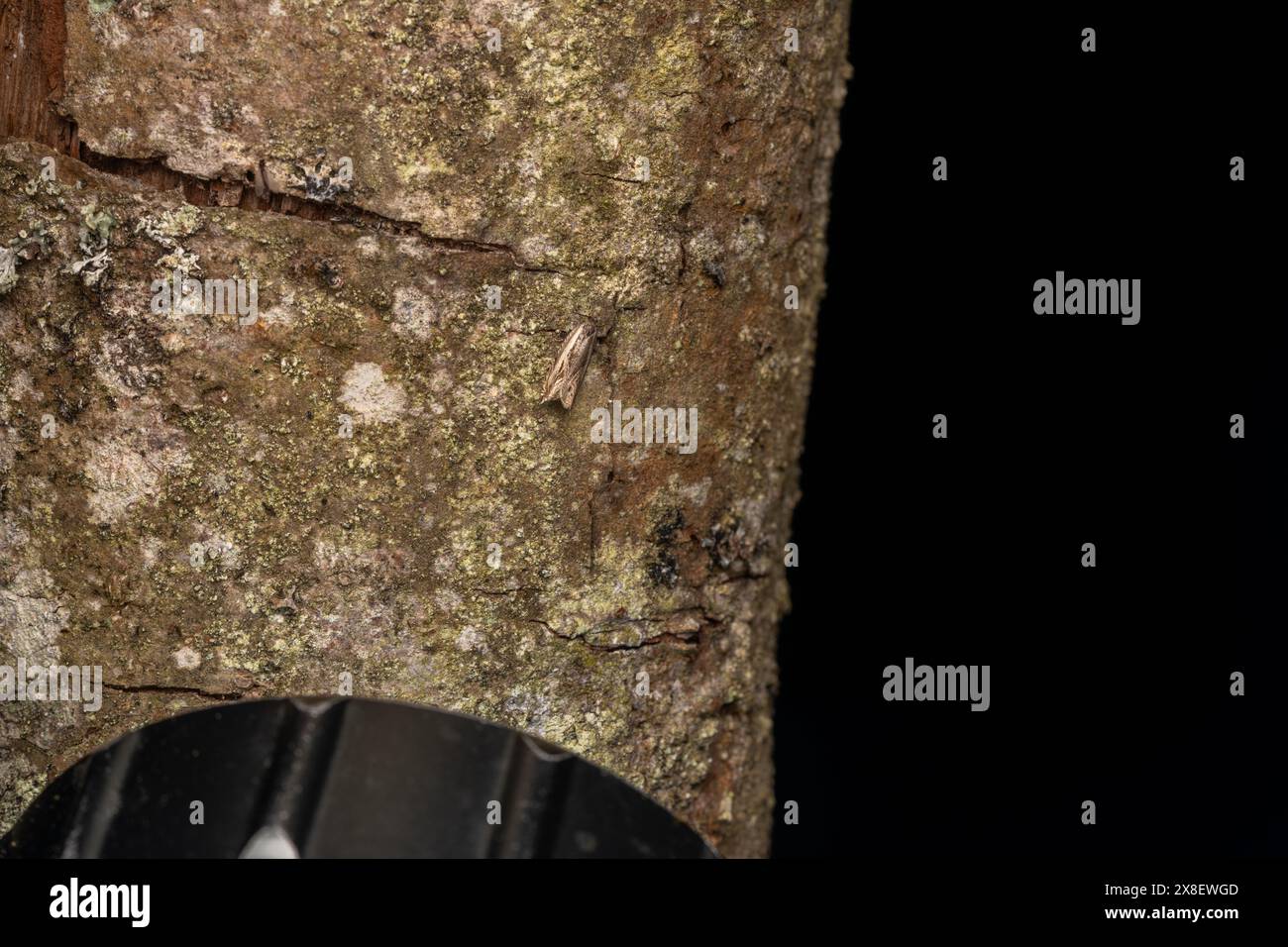 Ancylis apicella Family Tortricidae Genus Ancylis Two-toned Ancylis ...