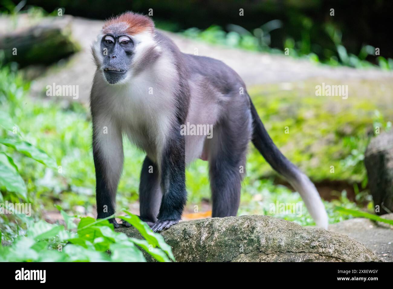 The collared mangabey (Cercocebus torquatus) is a species of primate in ...