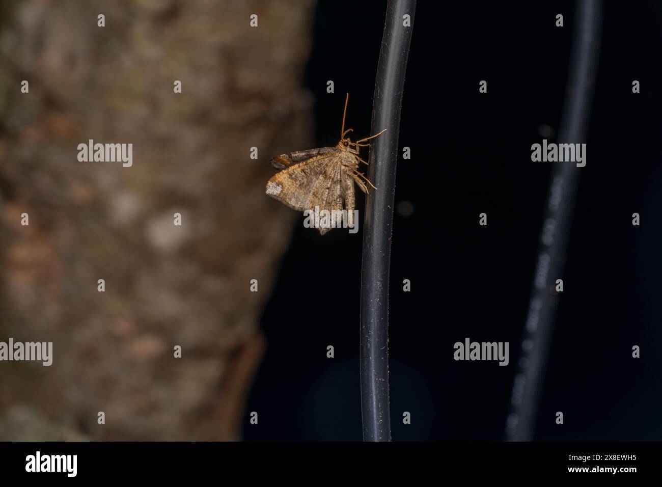 Macaria liturata Family Geometridae Genus Macaria Tawny-barred Angle ...