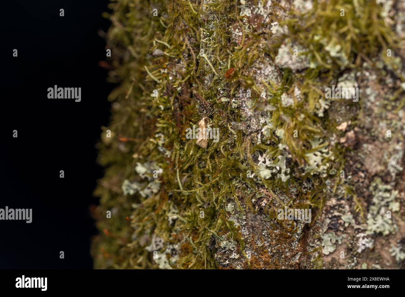Cochylimorpha straminea Family Tortricidae Genus Cochylimorpha Straw ...