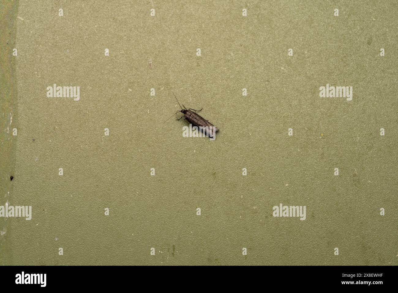 Episcythrastis tetricella Family Pyralidae Genus Episcythrastis Knot ...