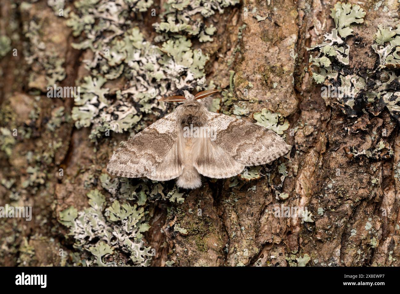 Calliteara pudibunda Family Erebidae Genus Calliteara Pale tussock moth ...