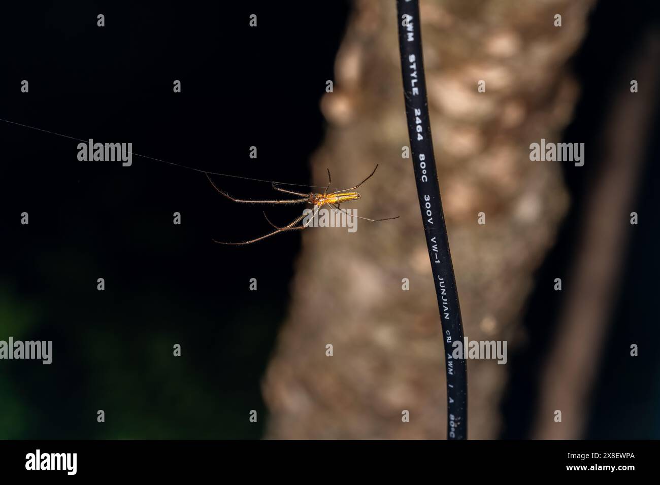 Tetragnatha extensa Family Tetragnathidae Genus Tetragnatha Common ...