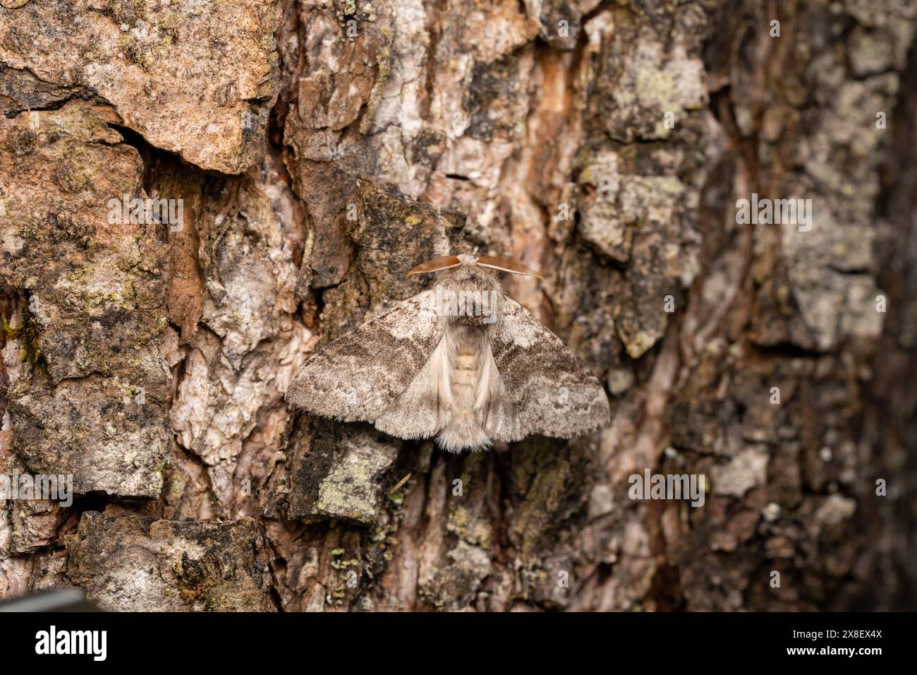Calliteara pudibunda Family Erebidae Genus Calliteara Pale tussock moth ...