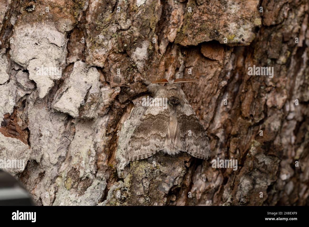 Calliteara pudibunda Family Erebidae Genus Calliteara Pale tussock moth ...