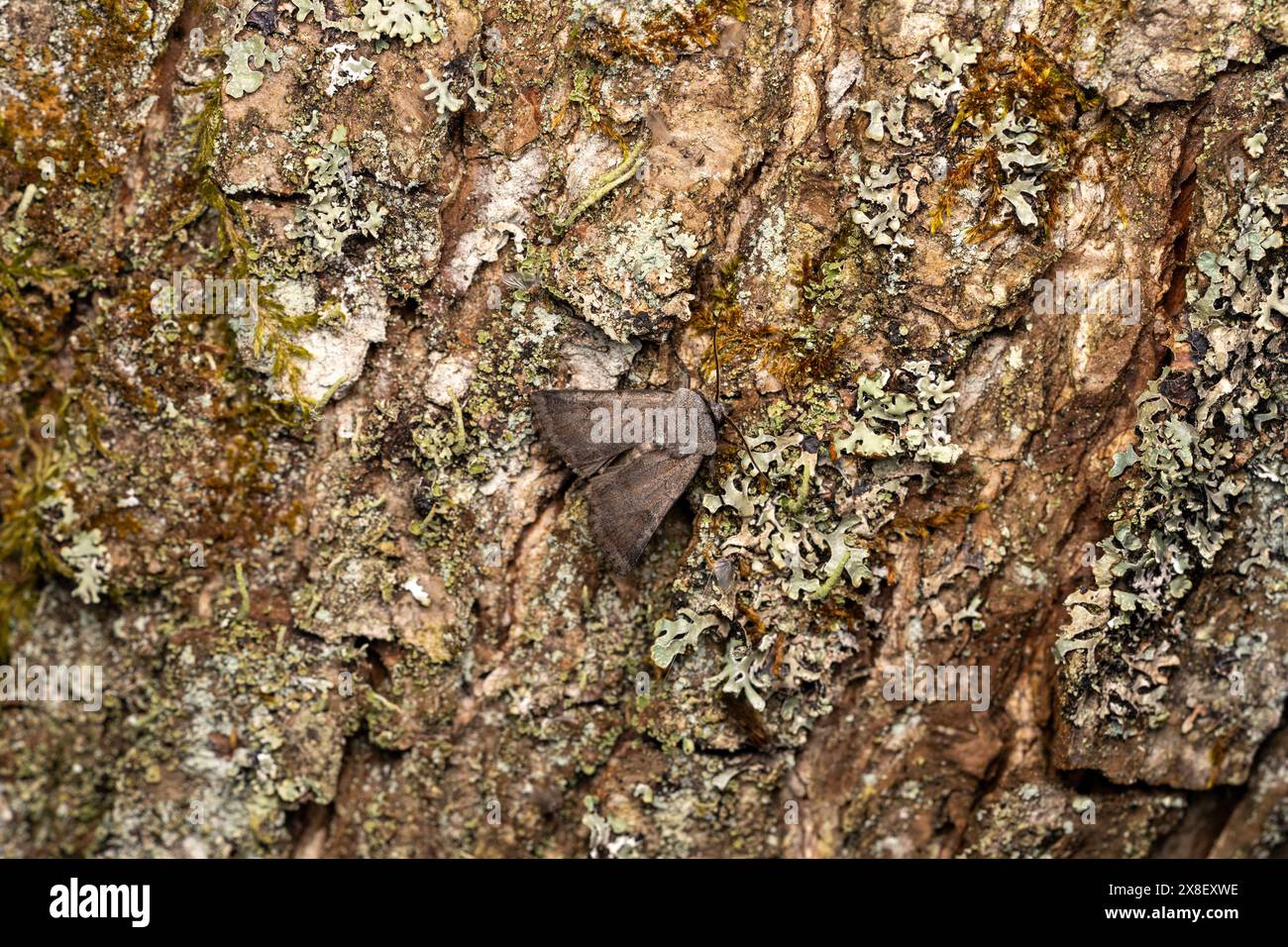 Agrotis cinerea Family Noctuidae Genus Agrotis Light feathered rustic ...