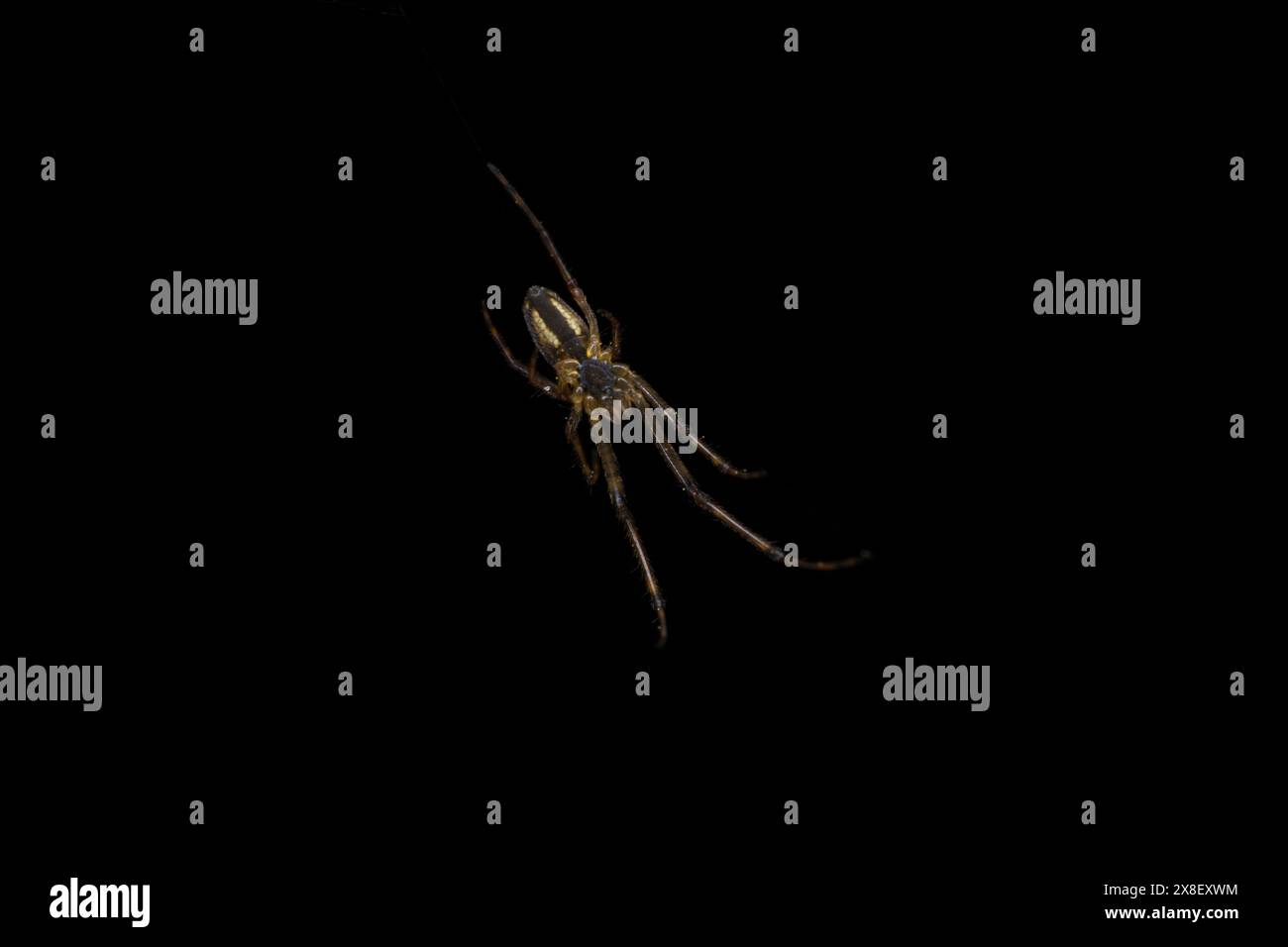 Tetragnatha Family Tetragnathidae Blunt stretch spider nature insect ...