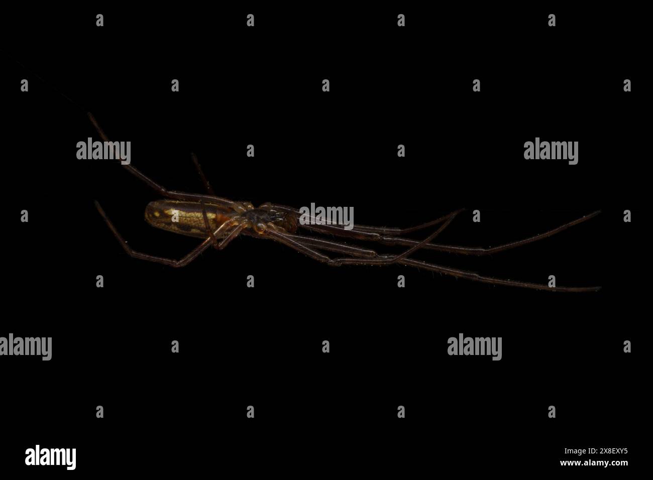 Tetragnatha Family Tetragnathidae Blunt stretch spider nature insect ...