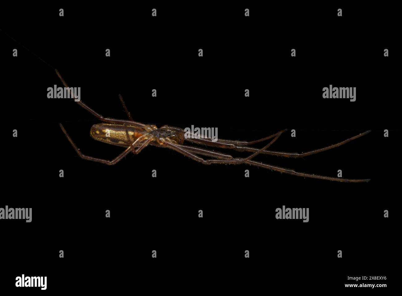 Tetragnatha Family Tetragnathidae Blunt stretch spider nature insect ...