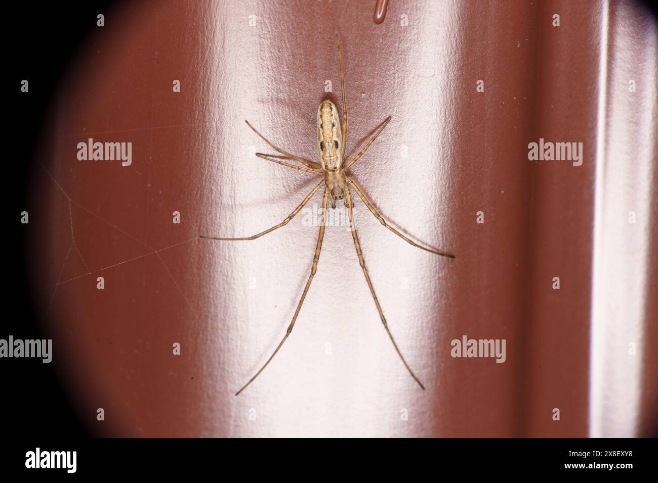 Tetragnatha obtusa Genus Tetragnatha Family Tetragnathidae Blunt ...