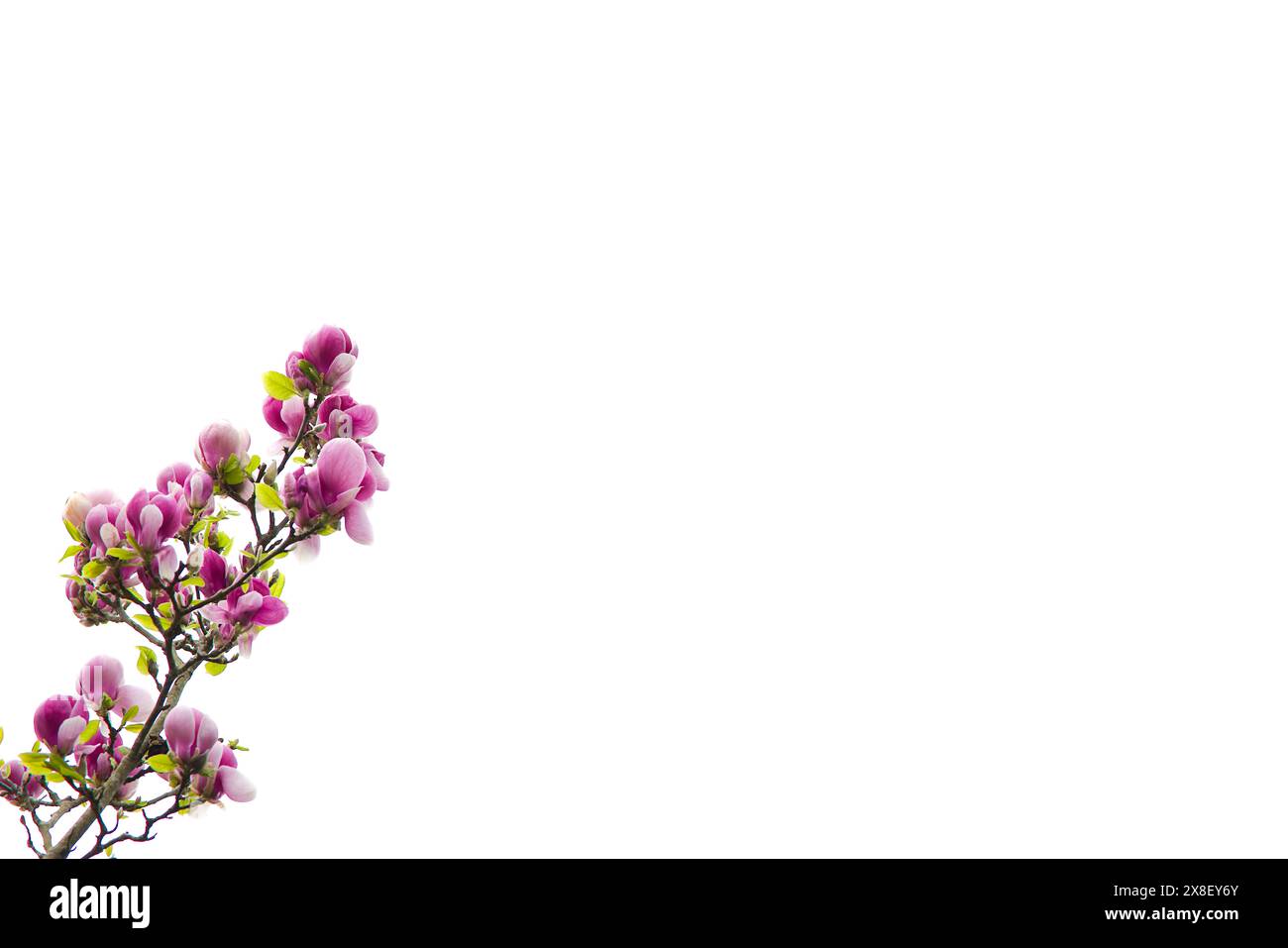 Stunning backdrop Cut Out Stock Images & Pictures - Alamy