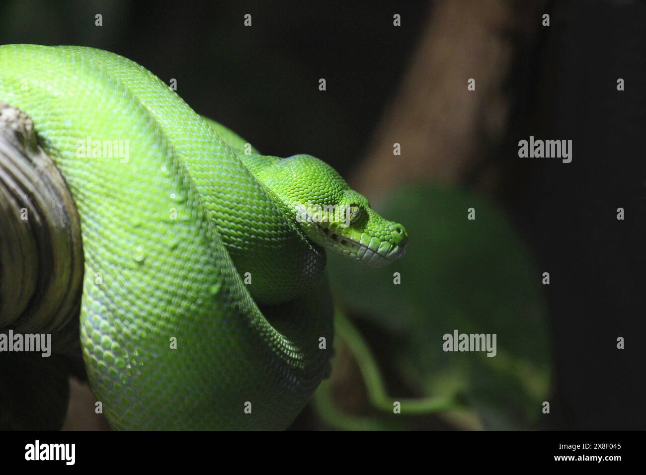 Green python in nature Stock Photo - Alamy