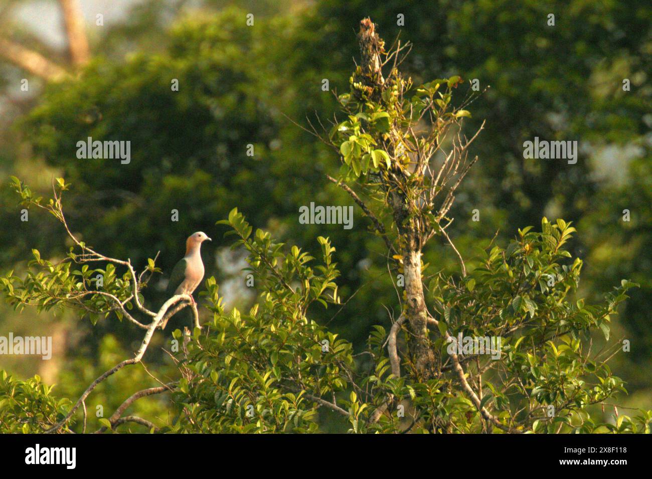 Volatile organic compounds tree hi-res stock photography and images - Alamy