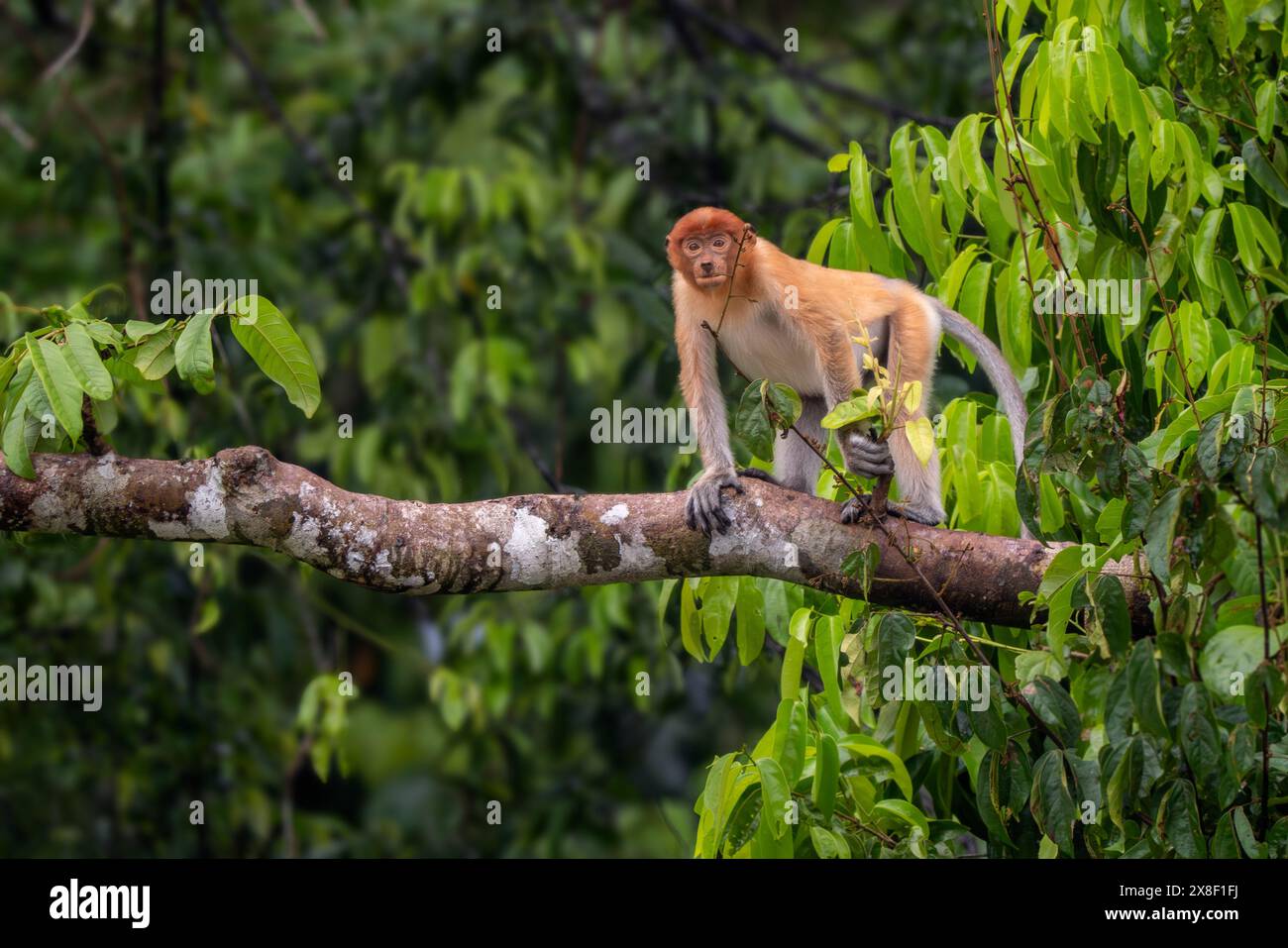 Proboscis Monkey - Nasalis larvatus, beautiful unique primate with ...