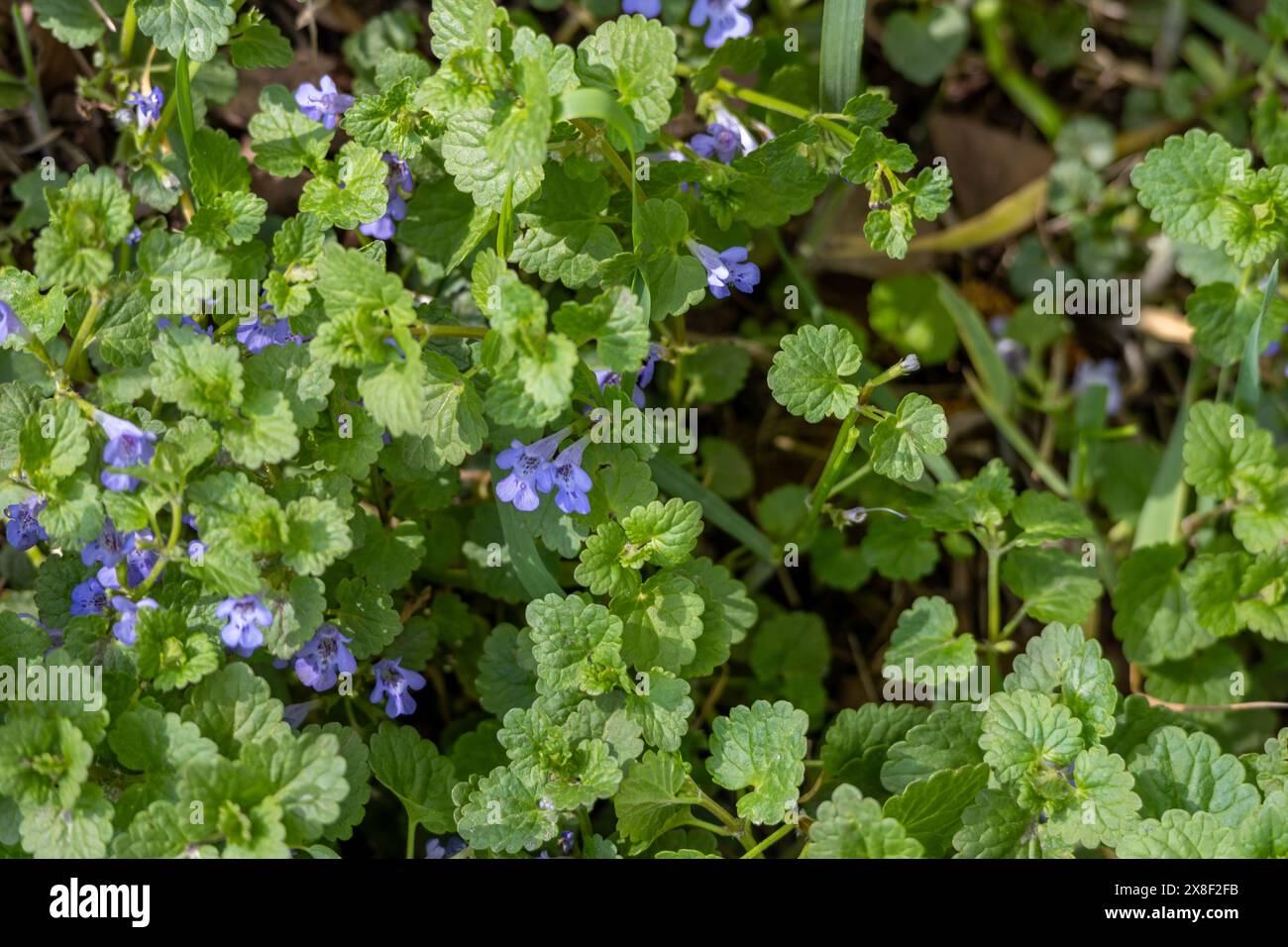 Lawn weeds perennial weed growing in grass plants hi-res stock ...