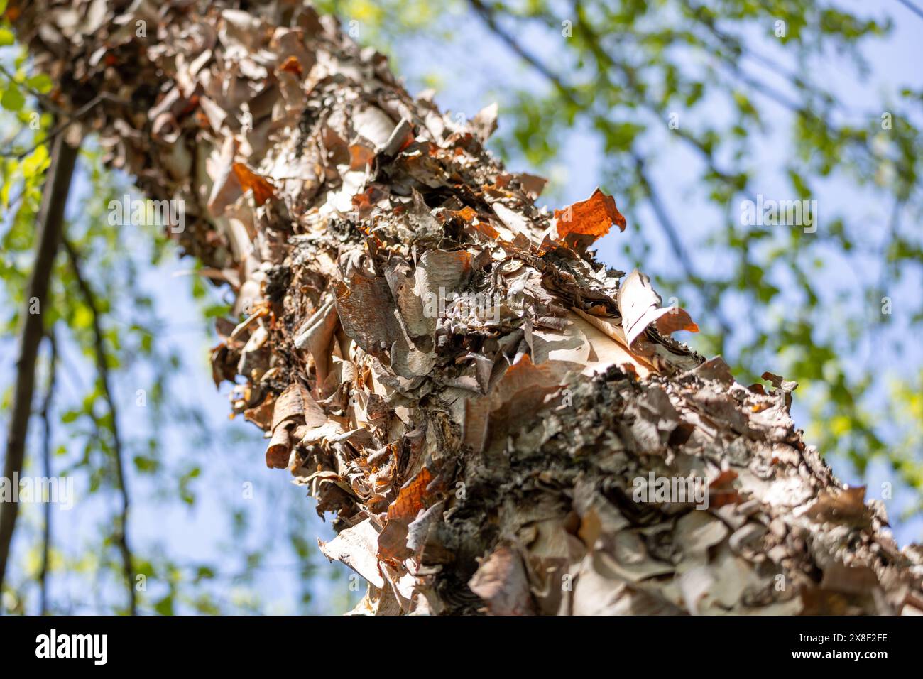 Close up texture view of beautiful brown and tan colored torn bark on a ...