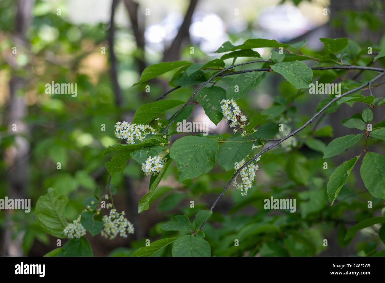 Close up texture background of a flowering wild chokecherry (prunus virginiana) tree growing in ...