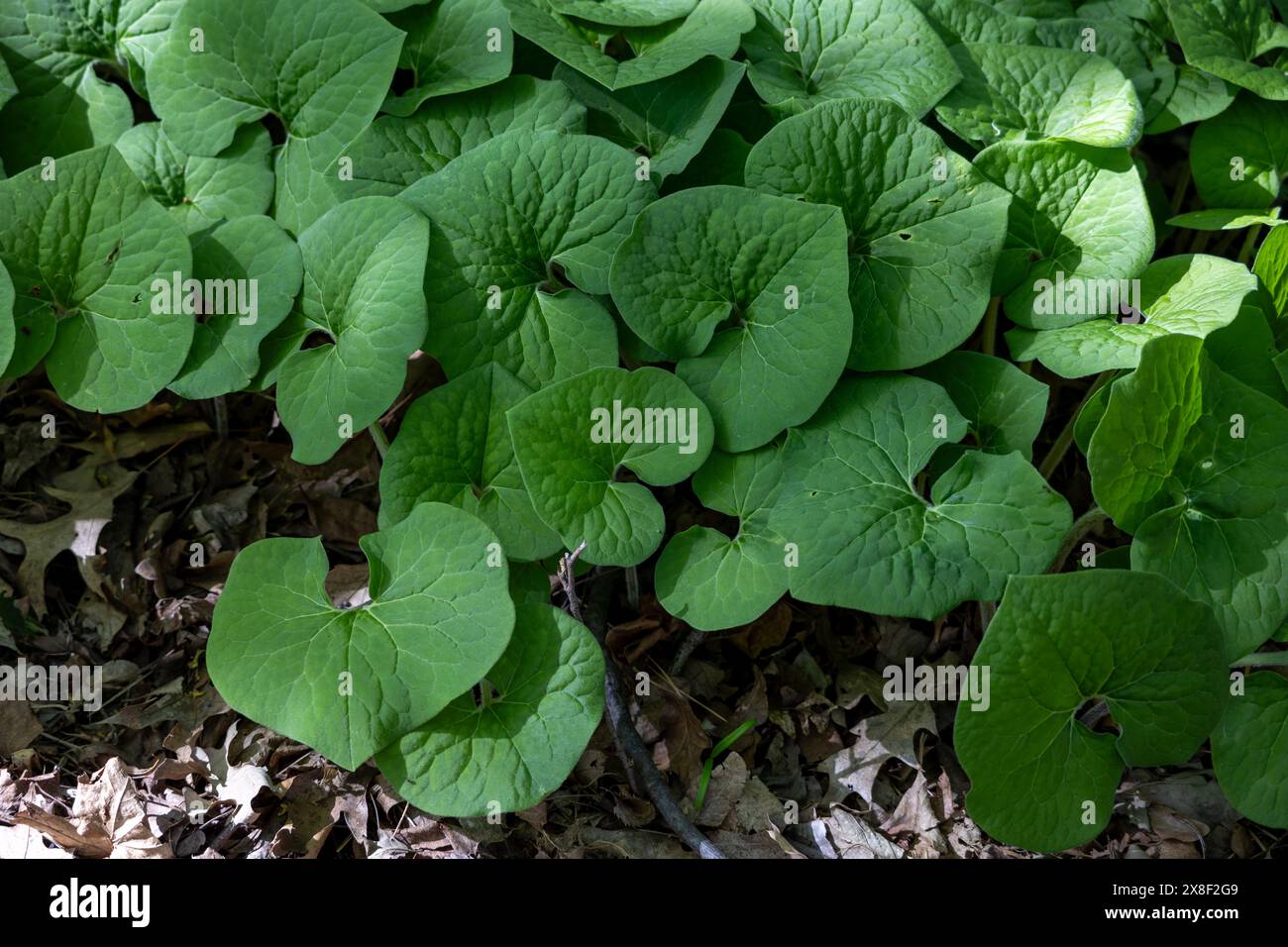 Abstract textured background of Canadian wild ginger (asarum canadense ...