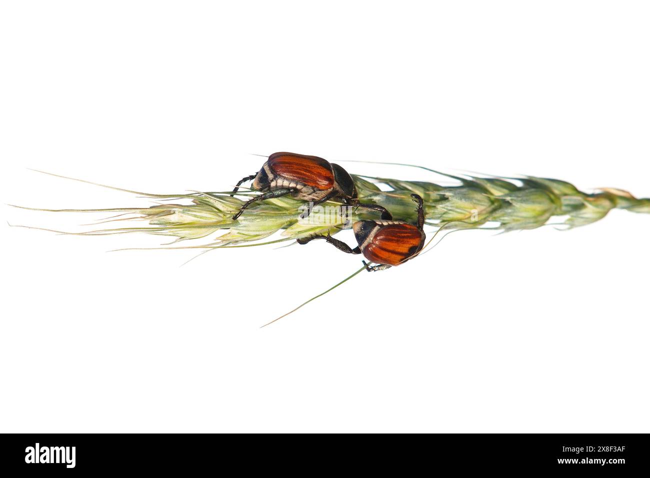 Scarab Beetle on Wheat Ears, a harmful Pest of Cereal Crops, Anisoplia ...