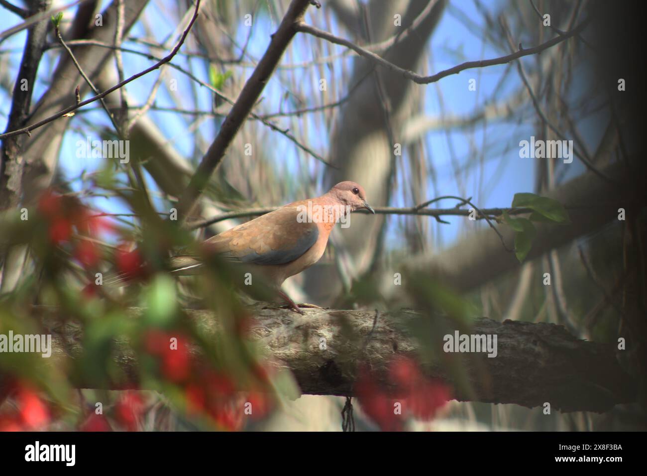 The laughing dove (Spilopelia senegalensis) a small pigeon in garden ...