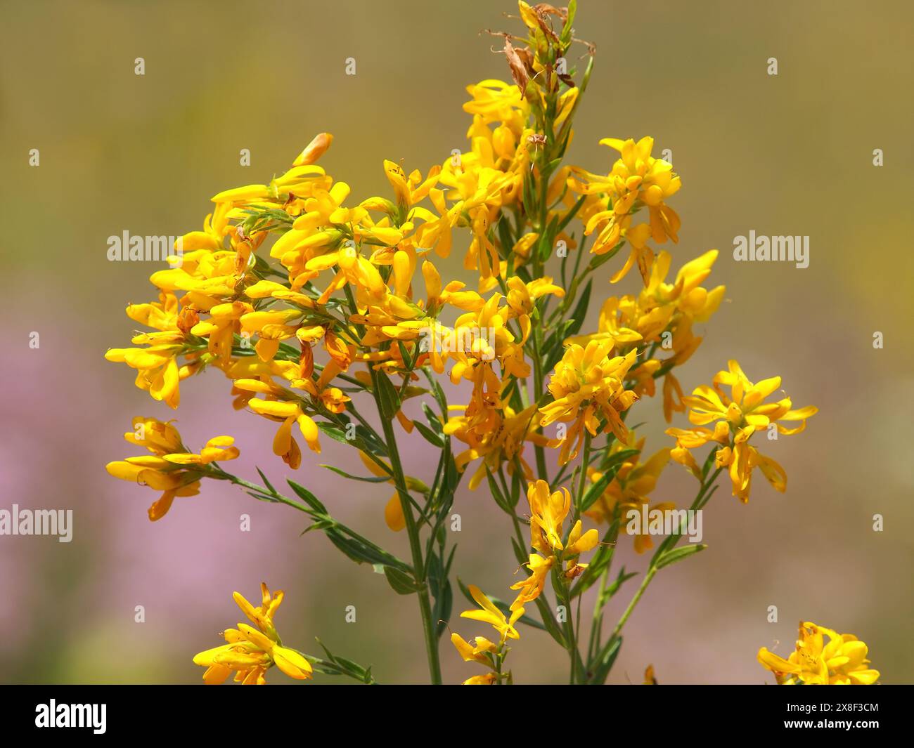 Yellow flower of the dyer's greenweed or dyer's broom, Genista ...
