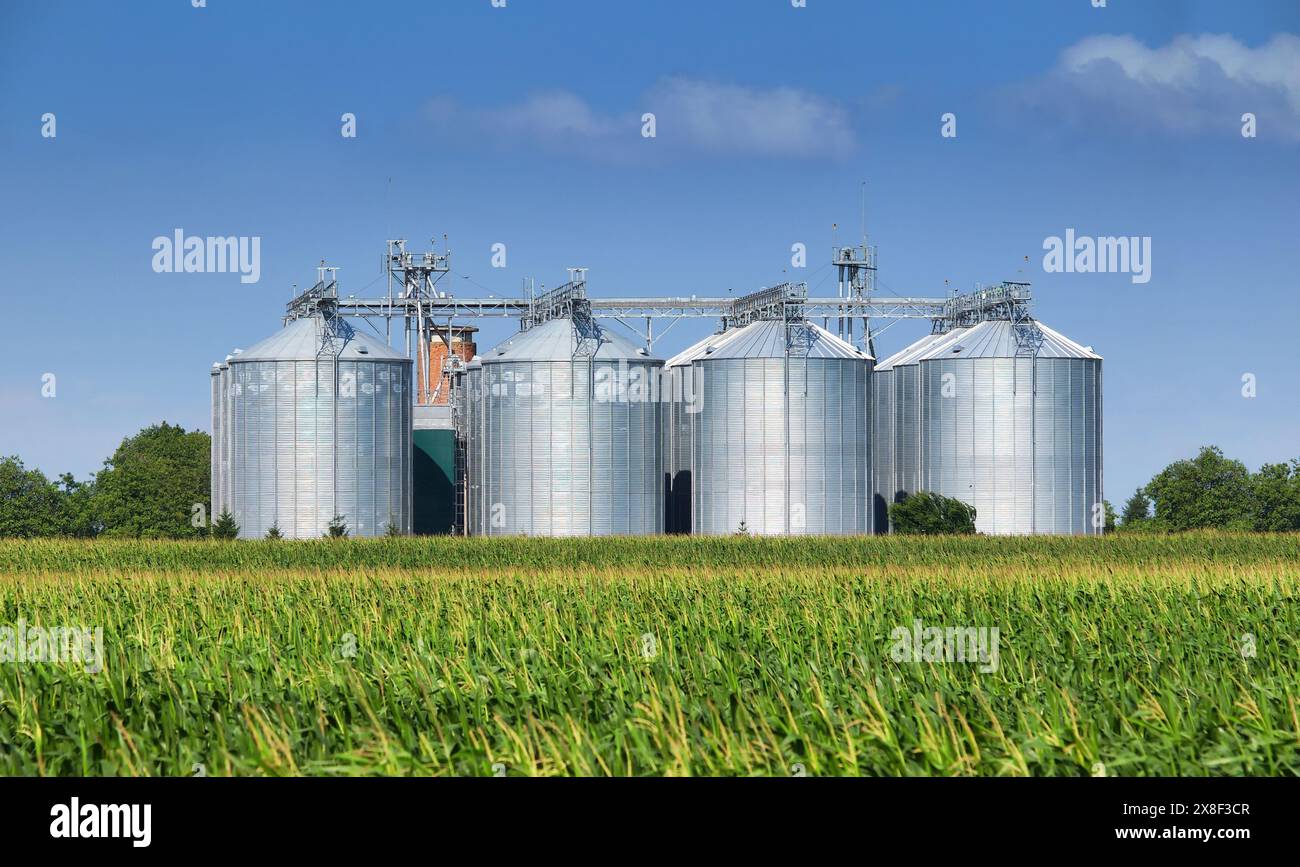 Grain silos in corn field under blue sky Stock Photo - Alamy