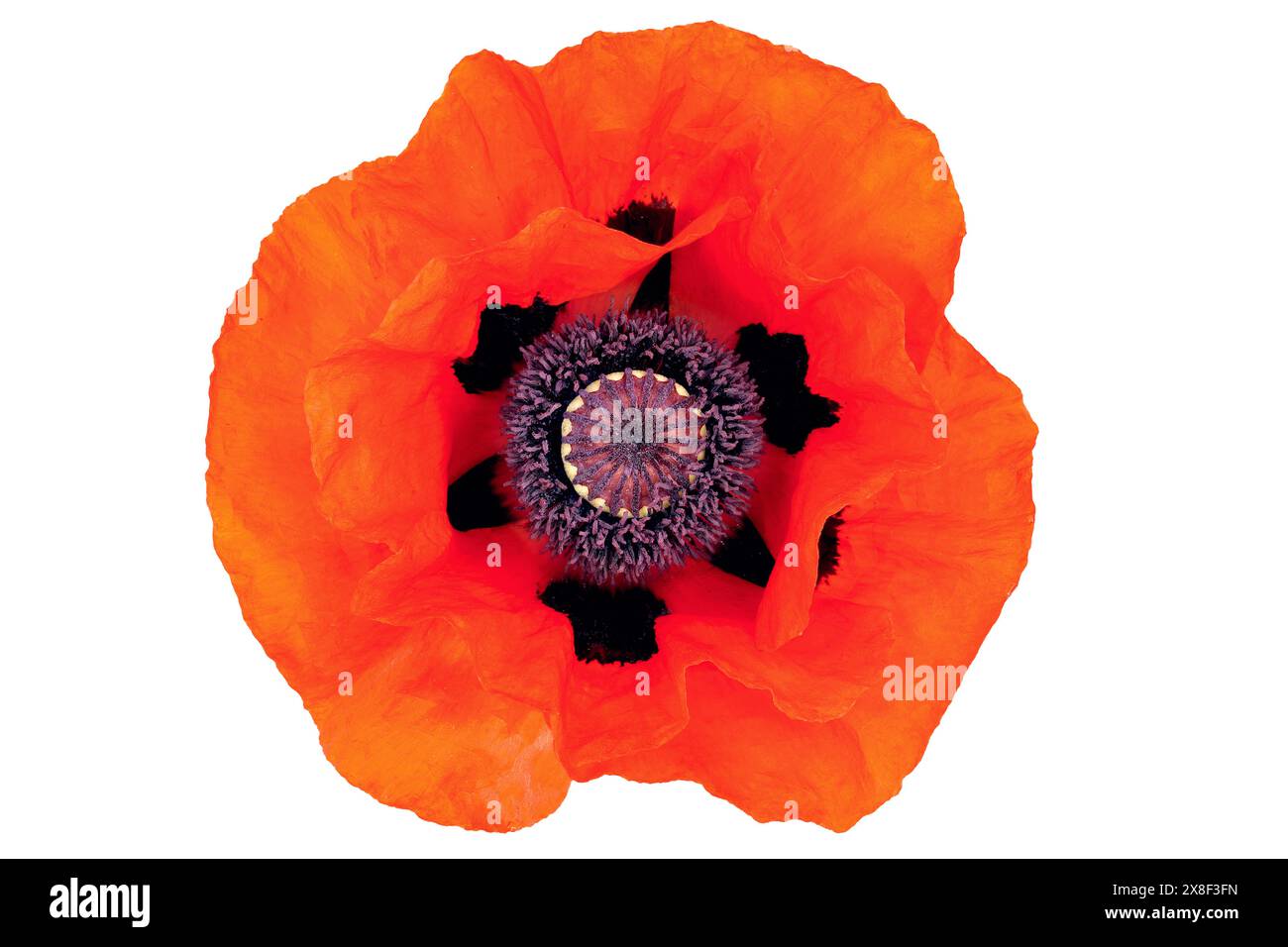 top view of a bright red poppy flower head, papaver bracteatum ...