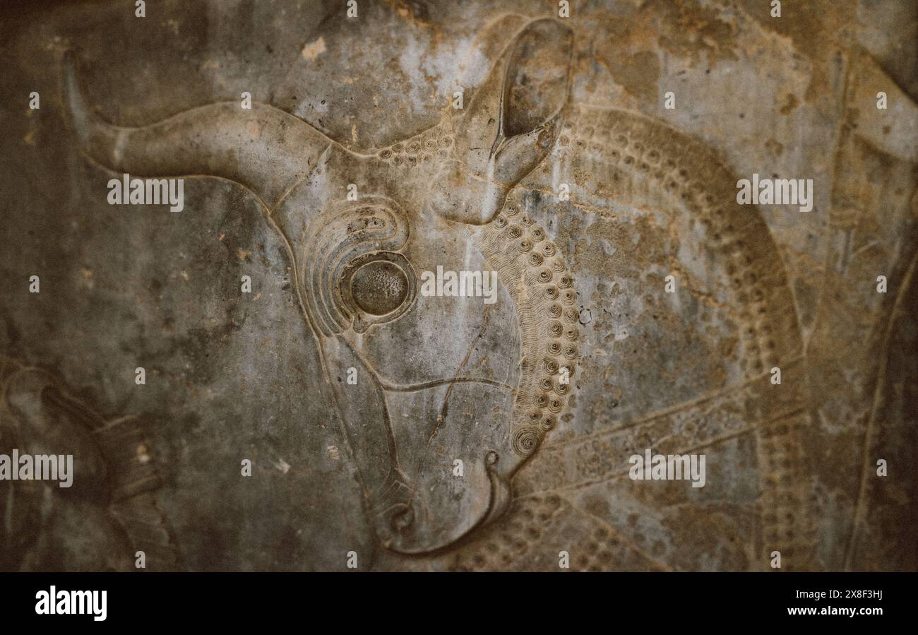 Stone carving of a bull's head in Persepolis, 500 BC, Shiraz, Iran ...