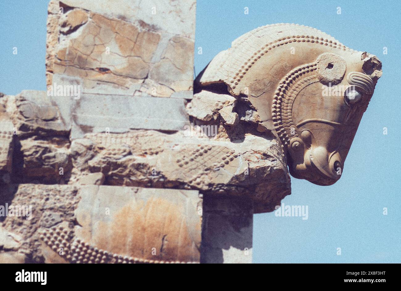 Head of a bull statue, ruins of Persepolis, 500 BC, Shiraz, Iran Stock ...