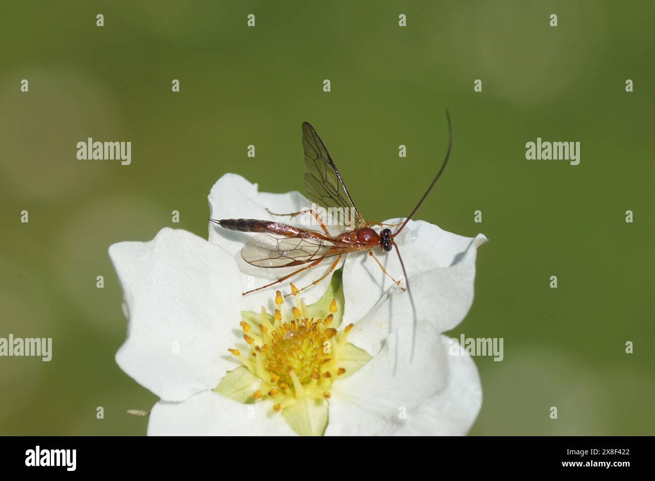 Mesochorinae hi-res stock photography and images - Alamy