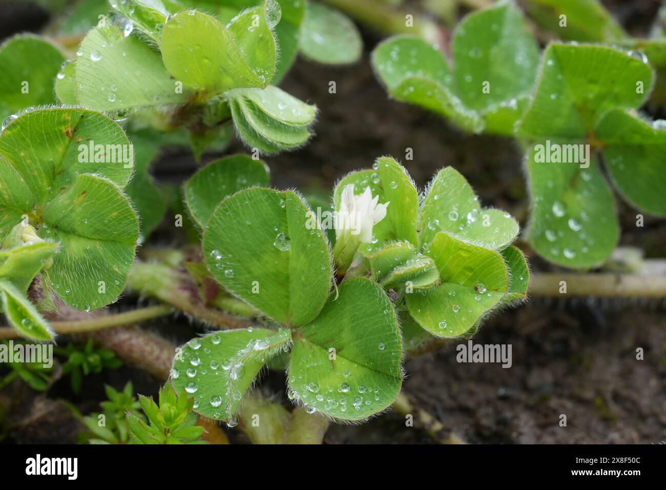 Natural closeup on small white flowering Subterranean clover, Trifolium ...
