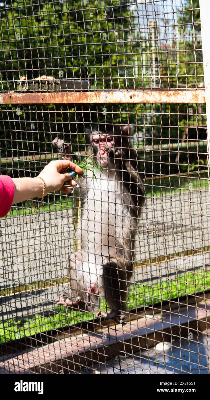 A macaque in a zoo cage receives food through the bars Stock Photo - Alamy