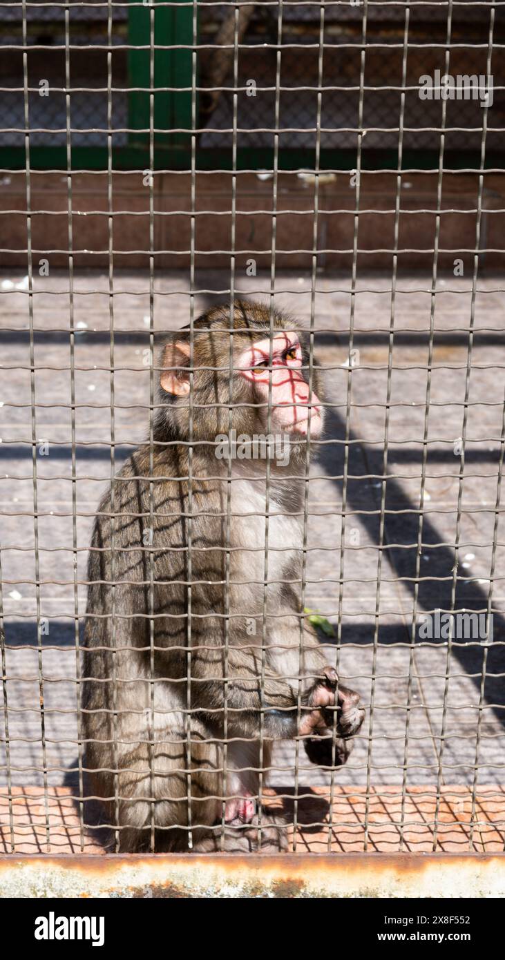 A macaque behind bars in a zoo cage, gazing at the world with sadness ...