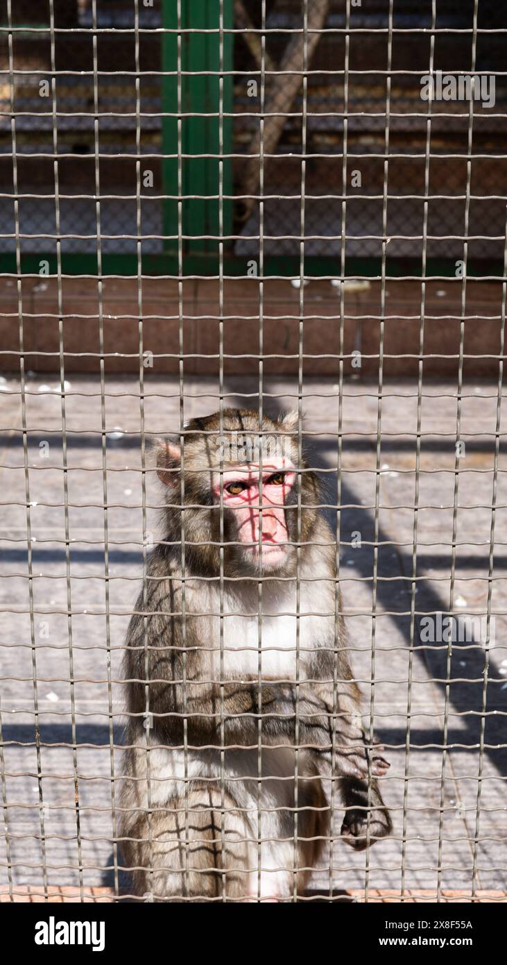 A macaque behind bars in a zoo cage, gazing at the world with sadness ...