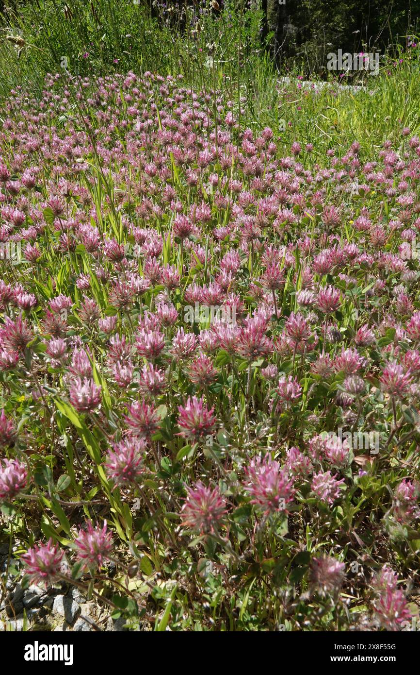 Natural vertical closeup on an anbundant flowering aggregation of North ...